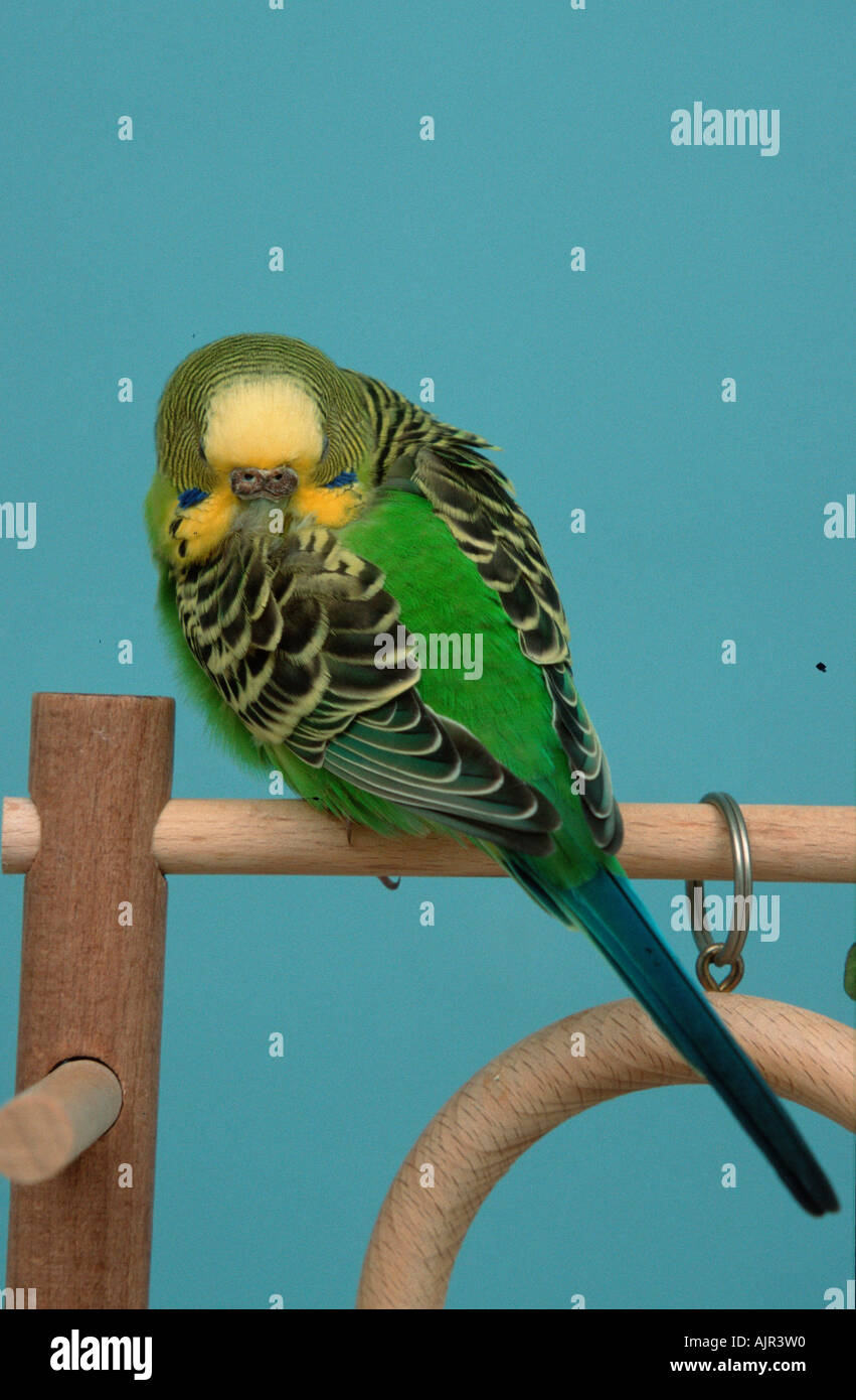 Budgerigar female Melopsittacus undulatus Budgie Stock Photo - Alamy