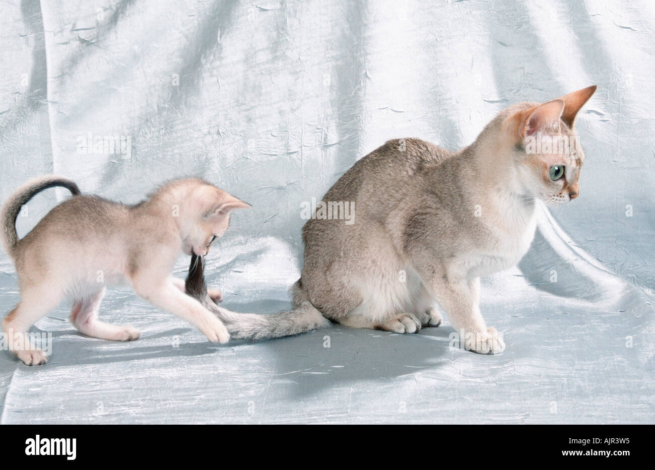 Cat biting her tail hi-res stock photography and images - Alamy