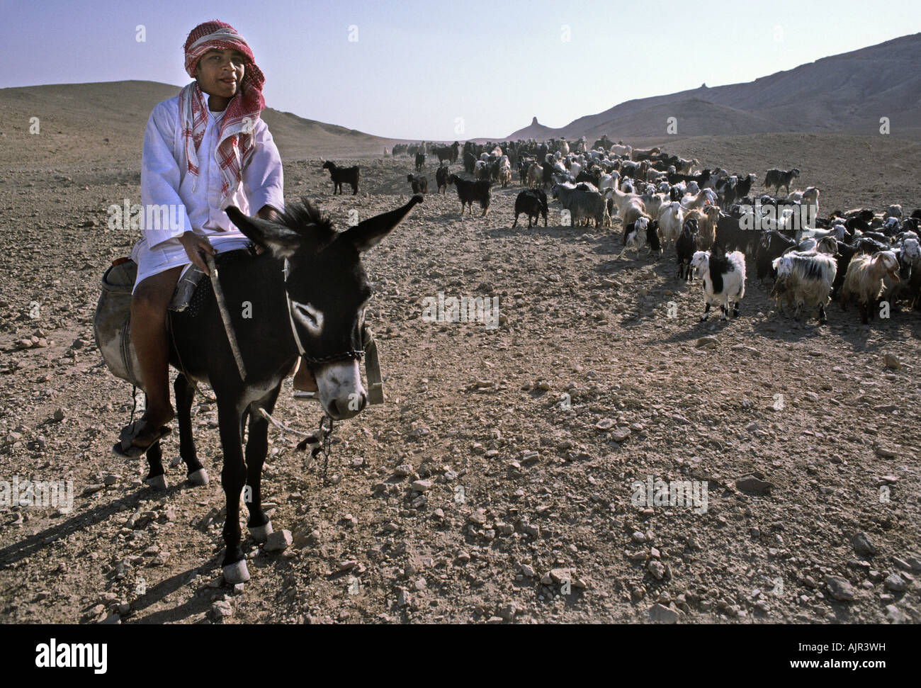 A goat herder Syria Stock Photo - Alamy
