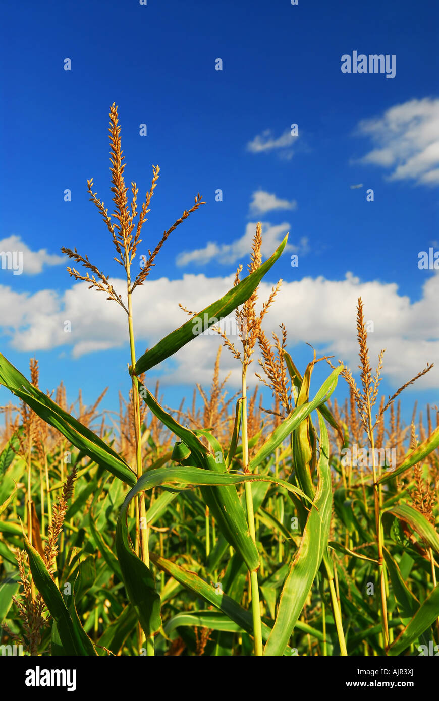 Farm field with growing corn under blue sky Stock Photo - Alamy