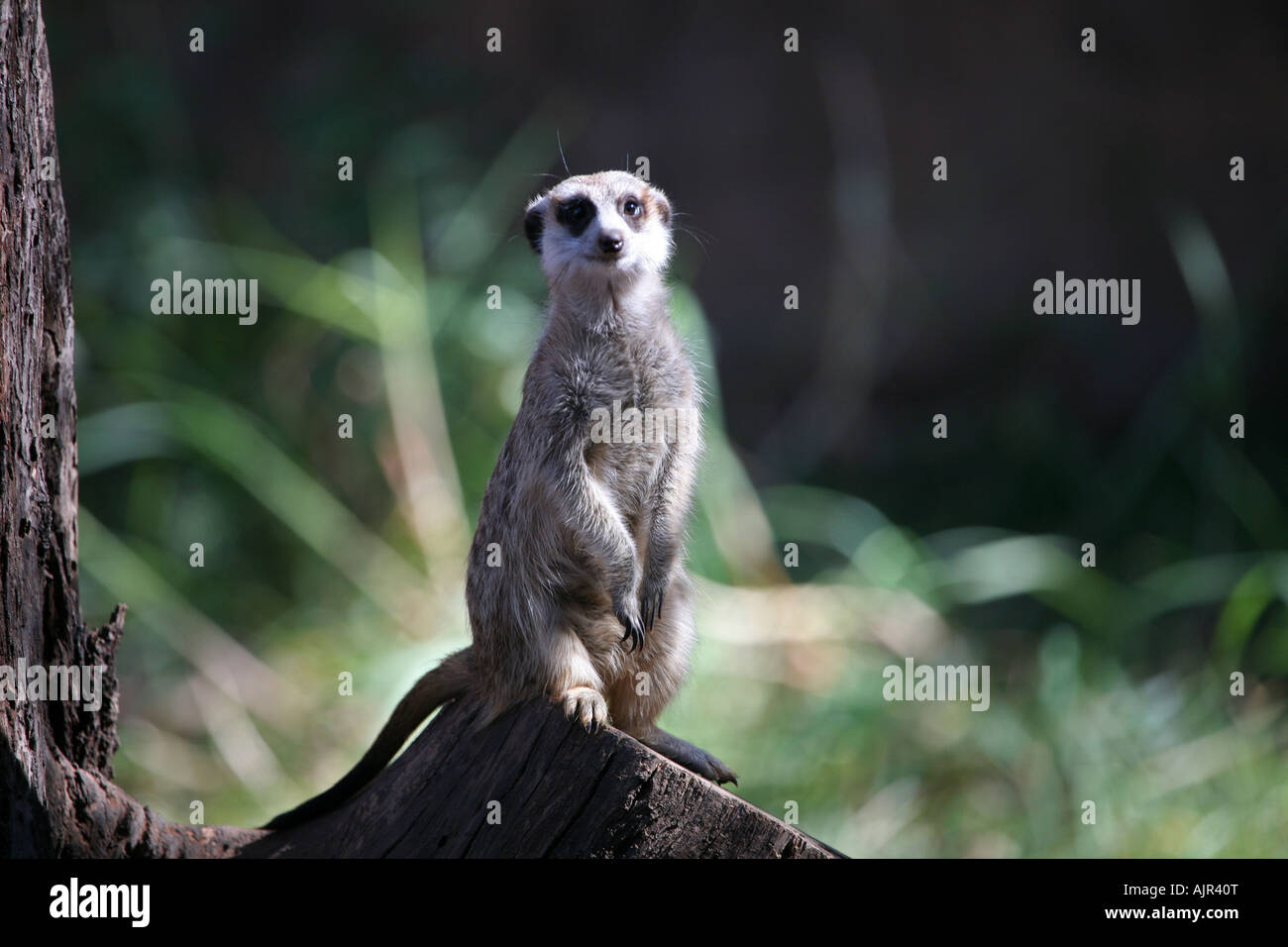 Suricate genus hi-res stock photography and images - Alamy