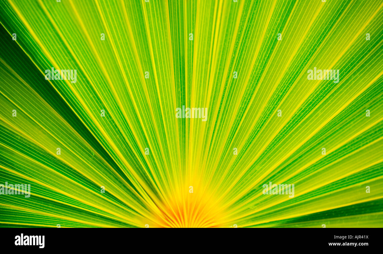 Fanned leaf hi-res stock photography and images - Alamy