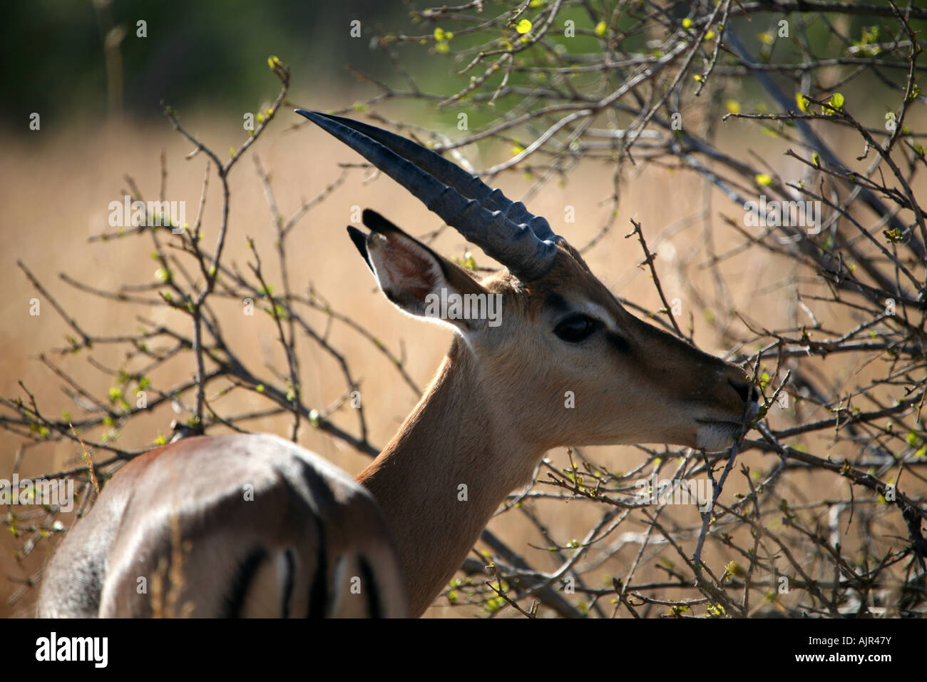 Impala close up eating Stock Photo - Alamy