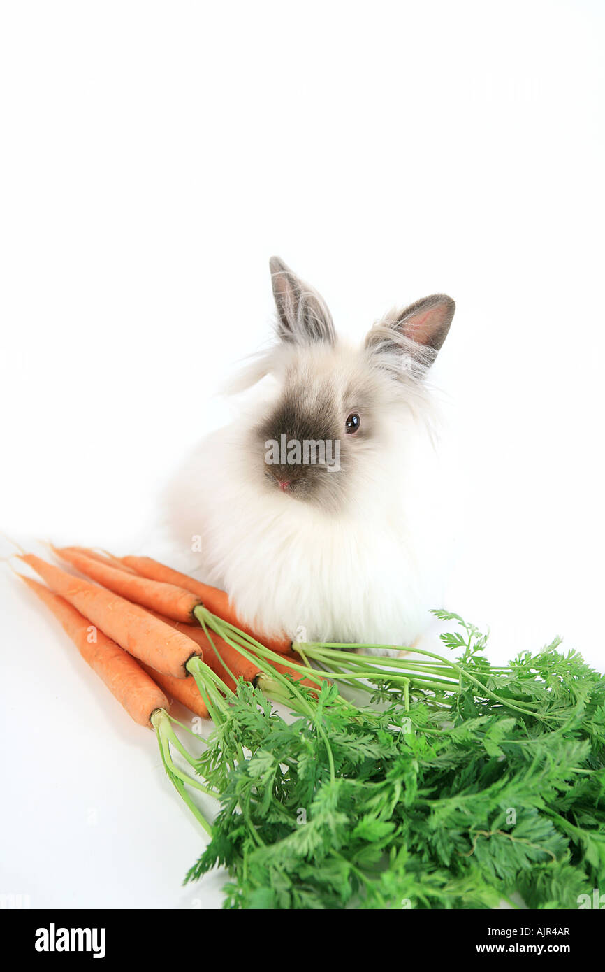 Siamese Lionhead rabbit isolated on white with bunch of carrots Stock ...
