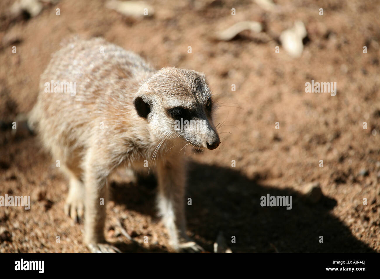Suricate on the ground close up Stock Photo - Alamy