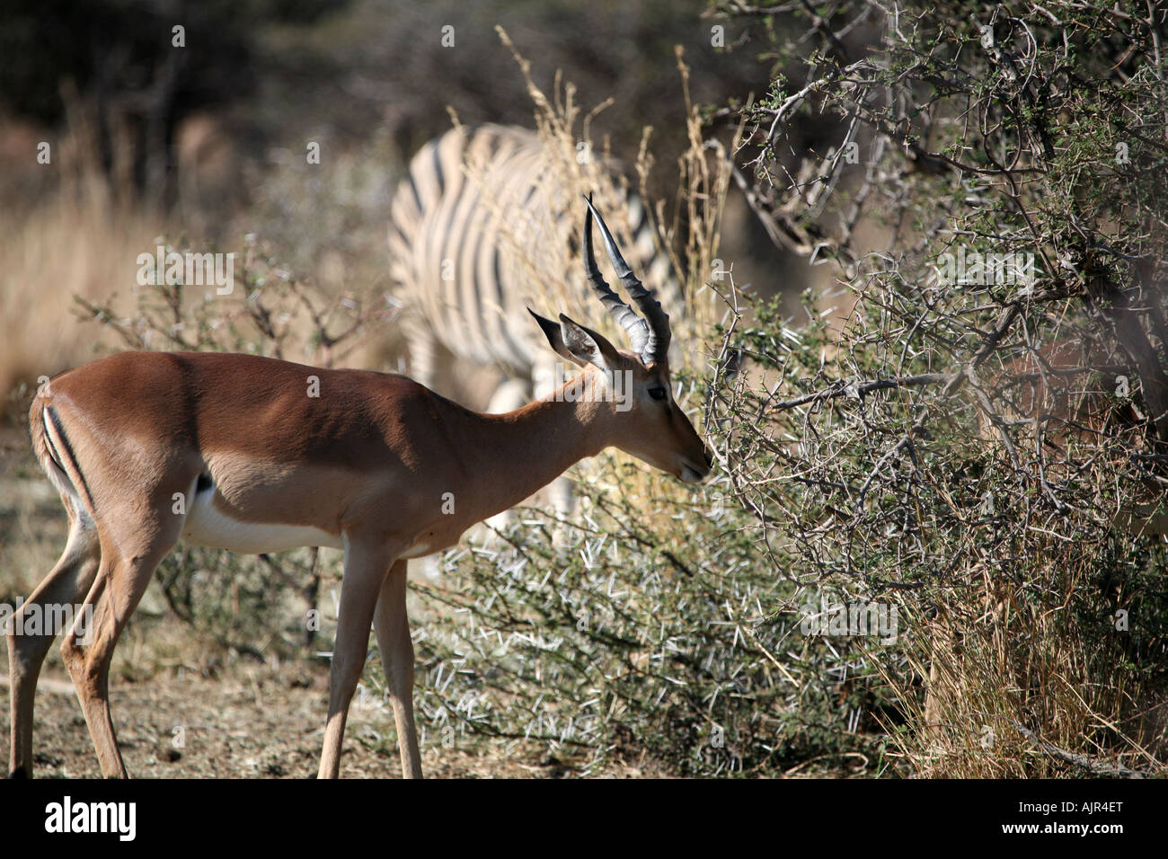 Impala africa hi-res stock photography and images - Alamy