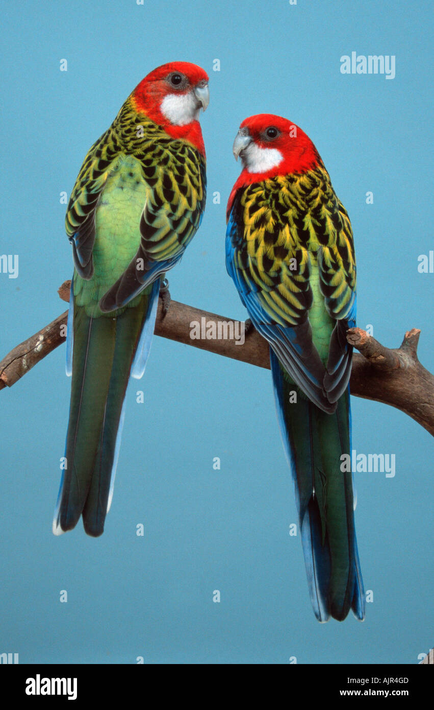 Red rosellas hi-res stock photography and images - Alamy