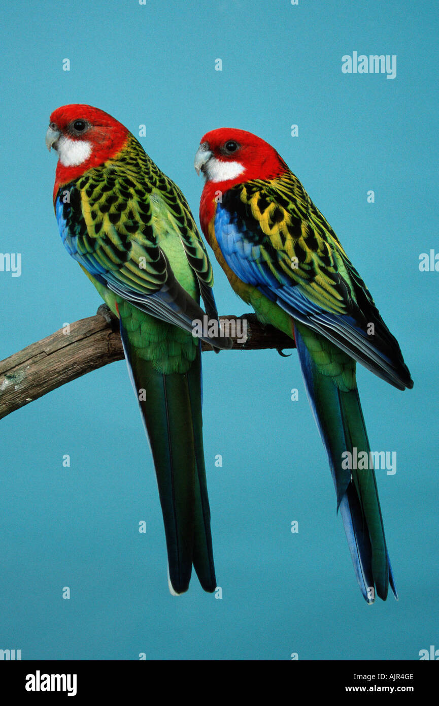 Eastern Rosellas pair Platycercus eximius Stock Photo - Alamy