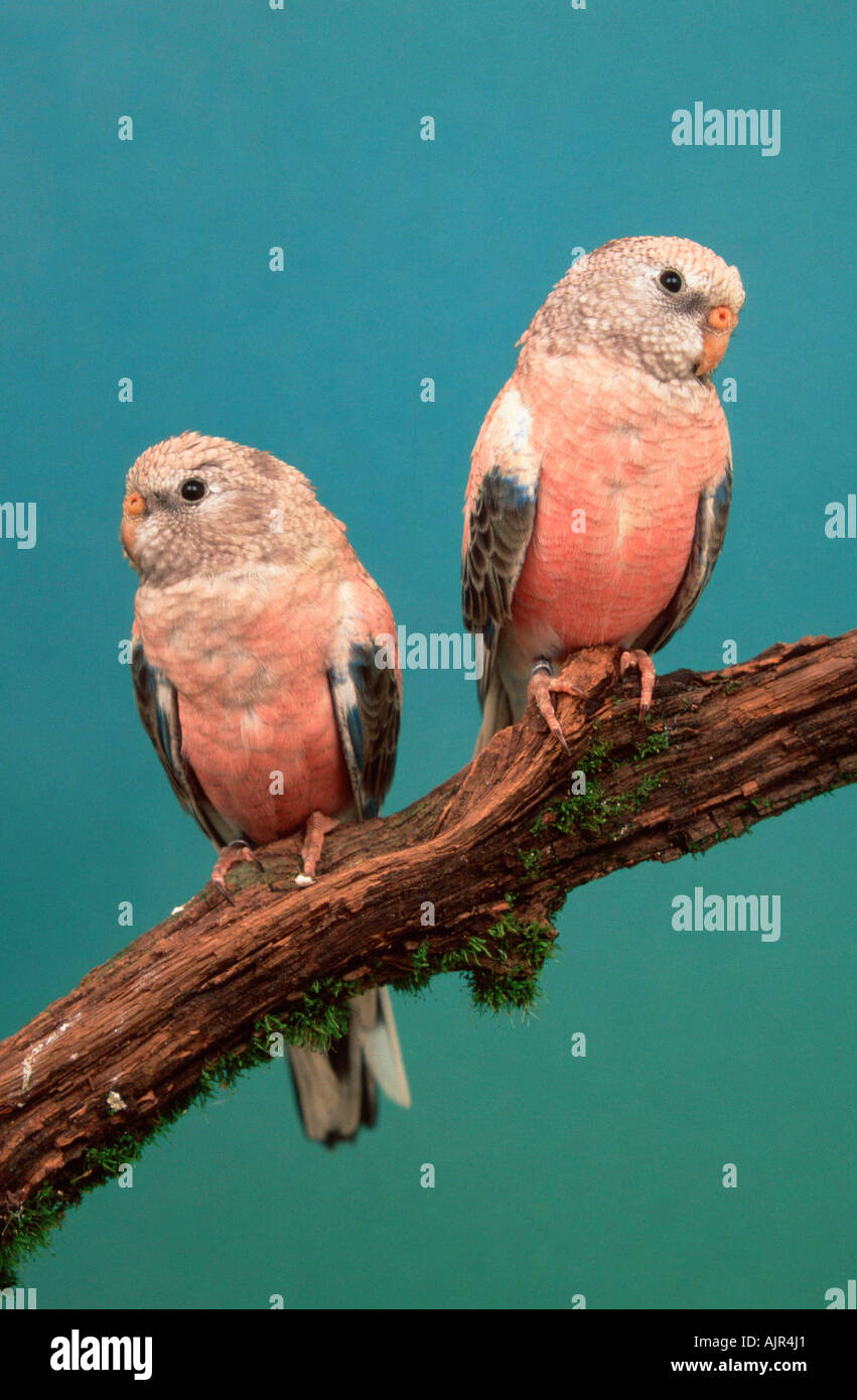 Bourkes parrot hi-res stock photography and images - Alamy