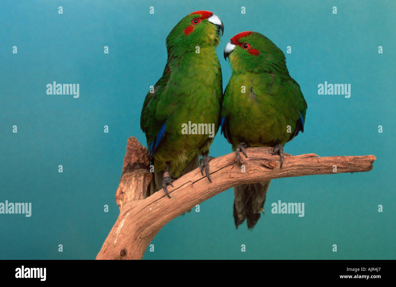 Red fronted parakeets hi-res stock photography and images - Alamy