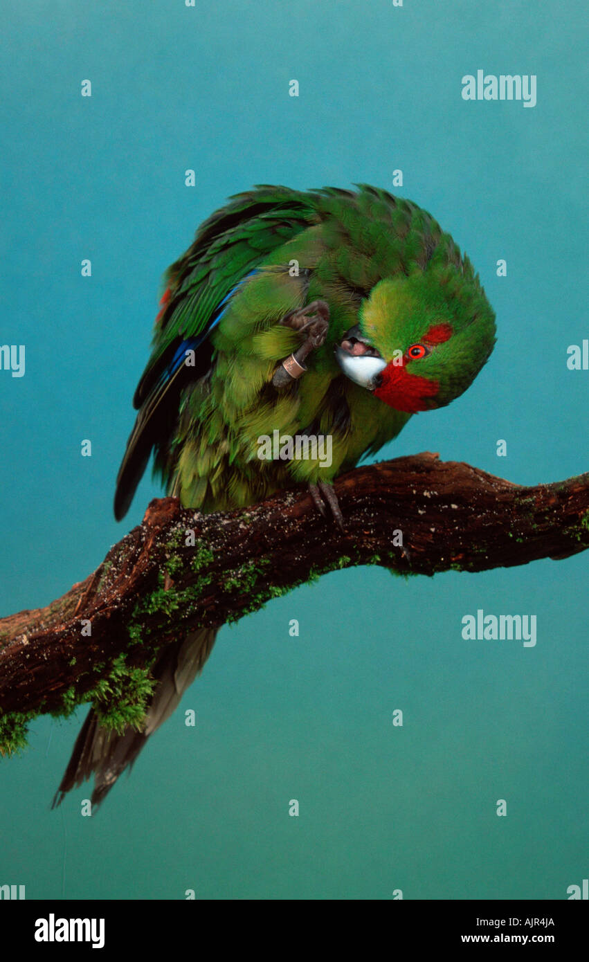 Red fronted parrots hi-res stock photography and images - Alamy