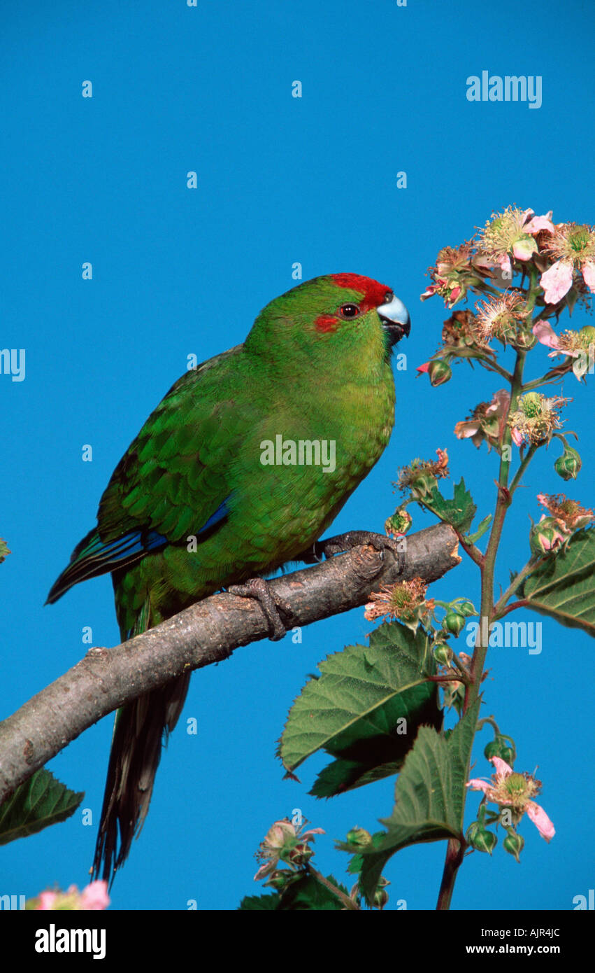 Red fronted Parakeet Cyanoramphus novaezelandiae Stock Photo - Alamy