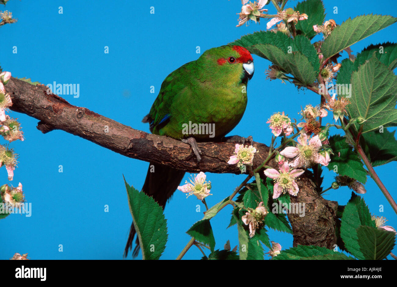 Red fronted parakeets hi-res stock photography and images - Alamy