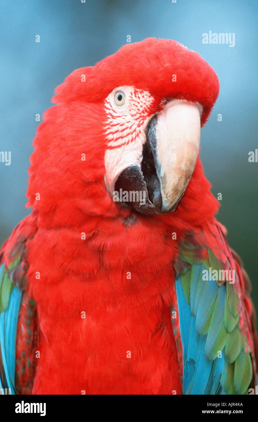 Green macaw bird sitting hi-res stock photography and images - Alamy