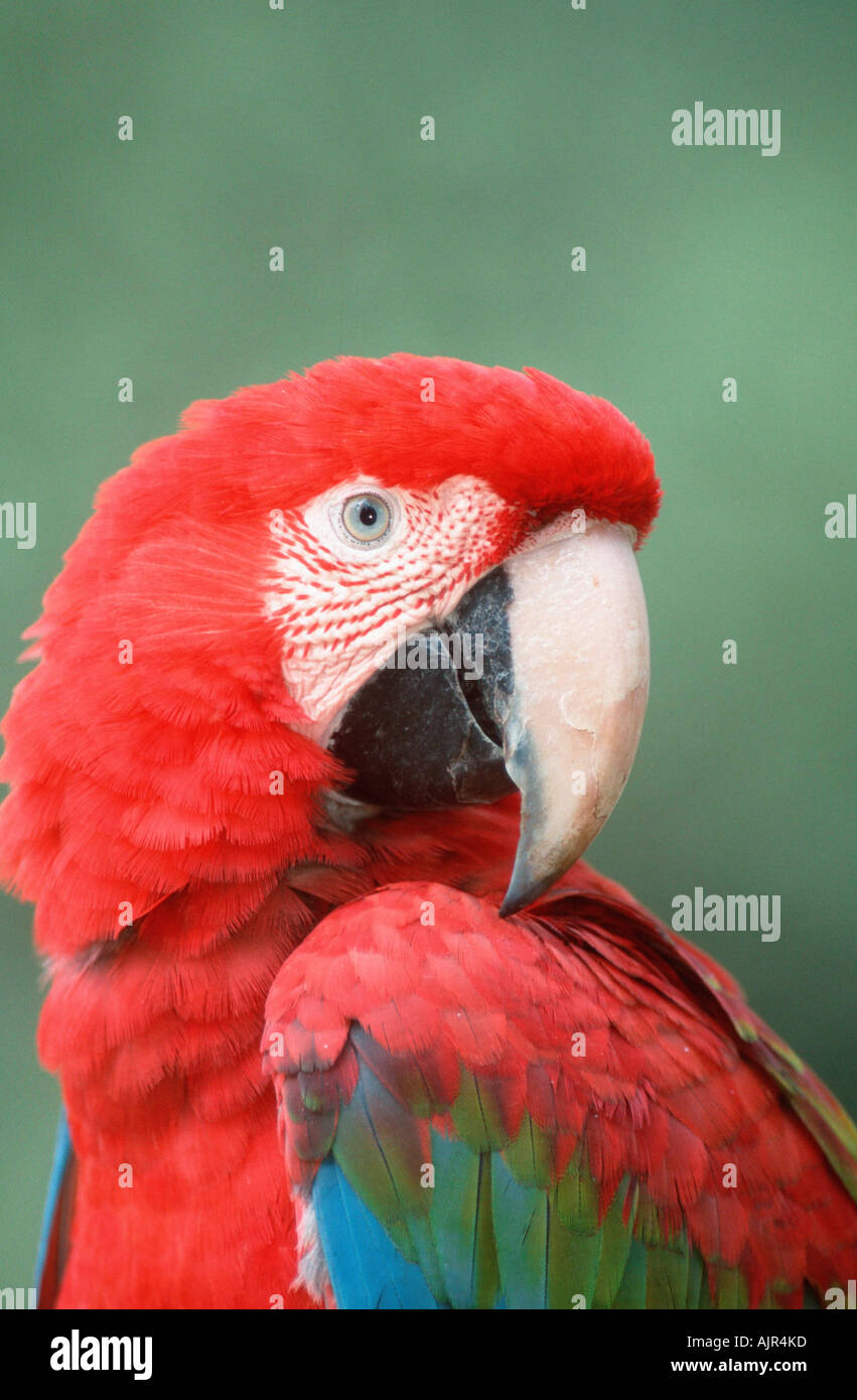 Winged pets hi-res stock photography and images - Alamy