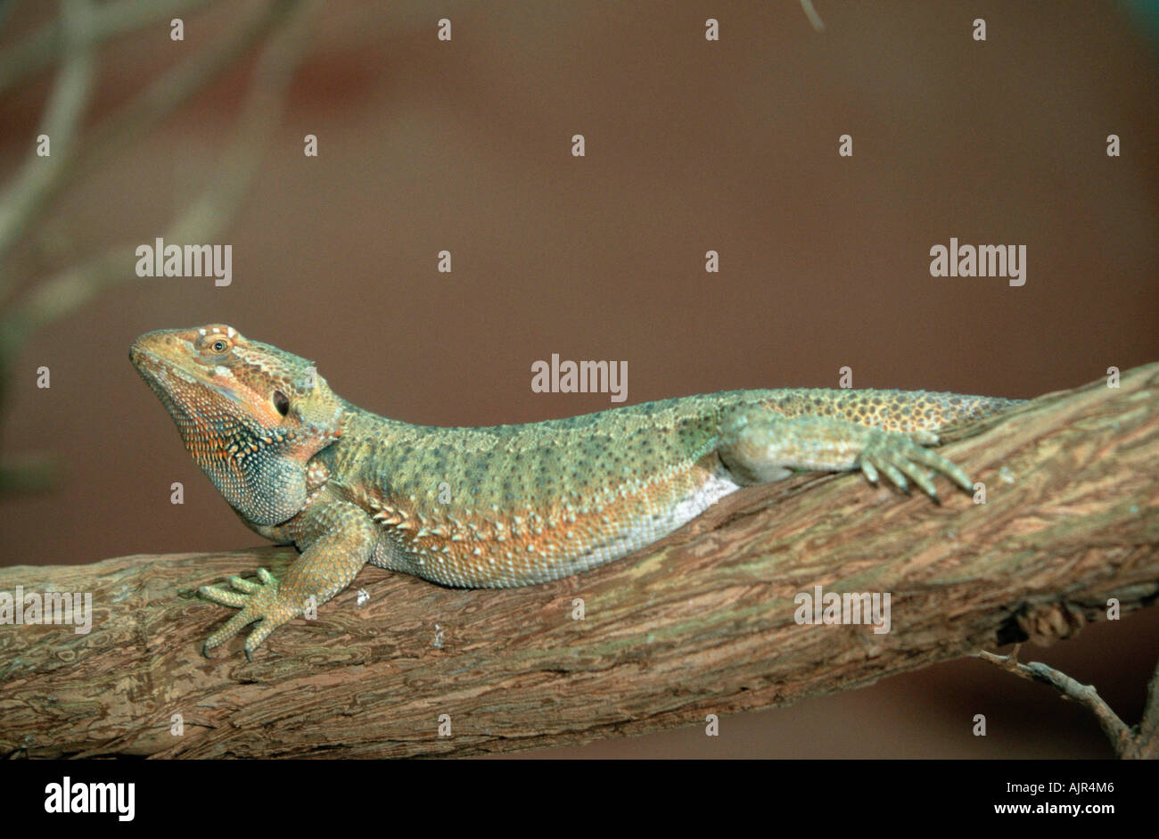 Bearded Dragon Amphibolorus vitticeps agamids Stock Photo - Alamy