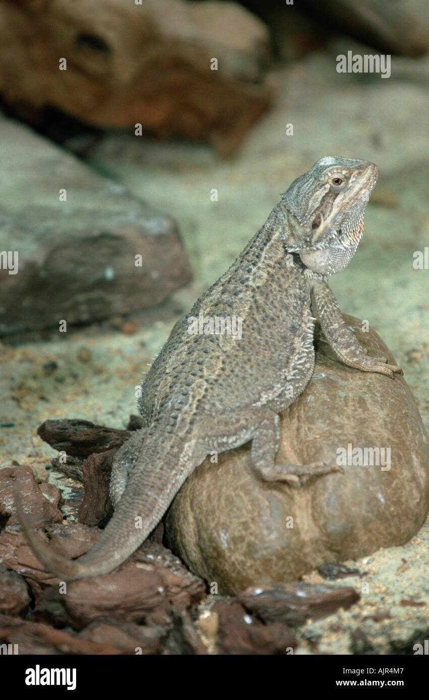 Bearded Dragon Amphibolorus vitticeps Pogona barbatus agamids Stock ...