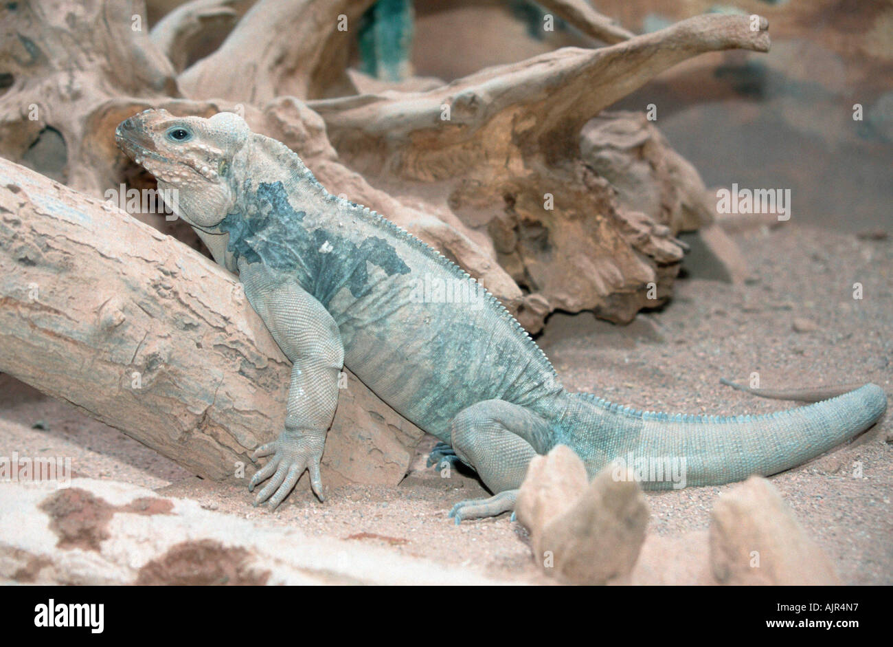 Corned Iguana Cyclura cornuta Rhinoceros Iguana Caribbean Haiti Stock ...