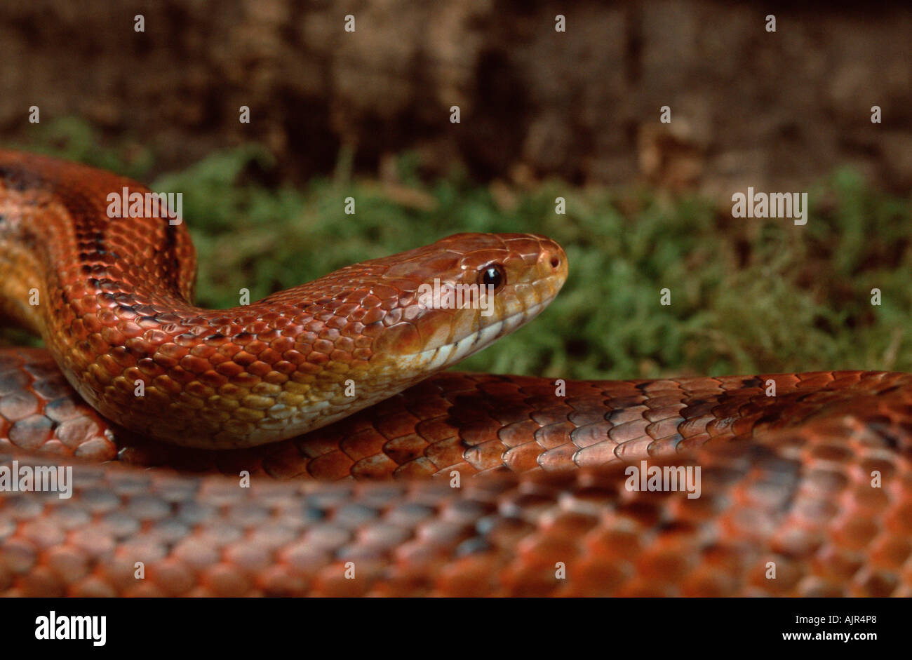 Red Rat Snake Elaphe guttata Corn Snake Stock Photo - Alamy