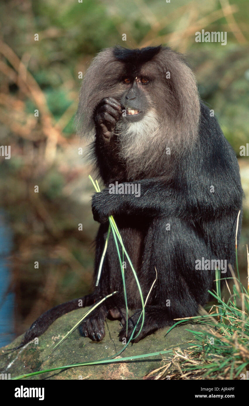 Lion tailed Macaque Macaca silenus Stock Photo - Alamy