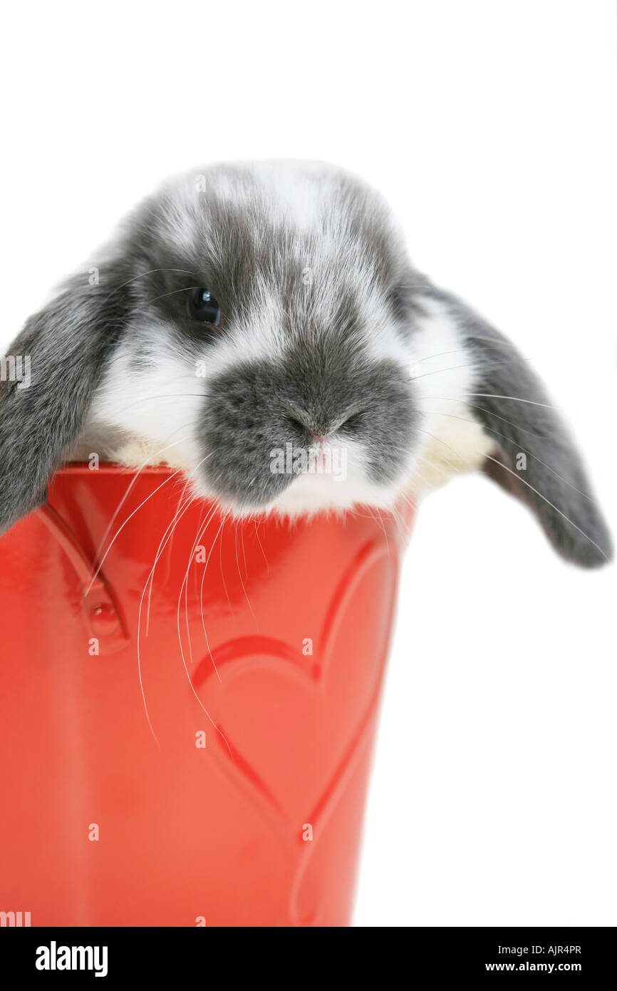 Gray and white mini lop ear rabbit in red heart Valentine container ...