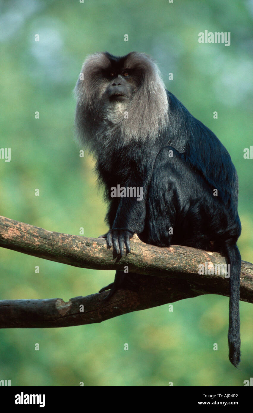 Lion tailed Macaque Macaca silenus Stock Photo - Alamy
