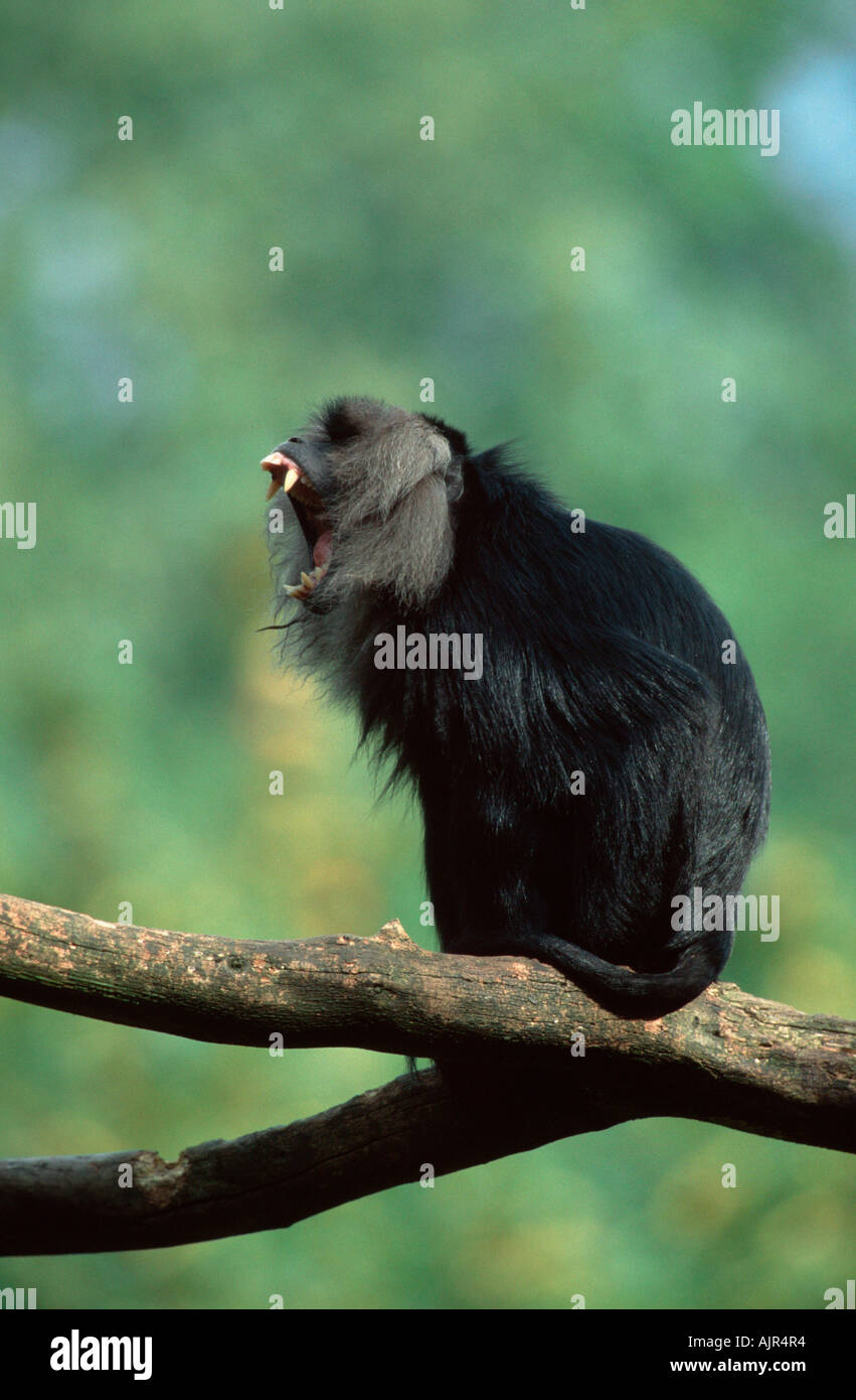 Lion tailed Macaque Macaca silenus Stock Photo - Alamy