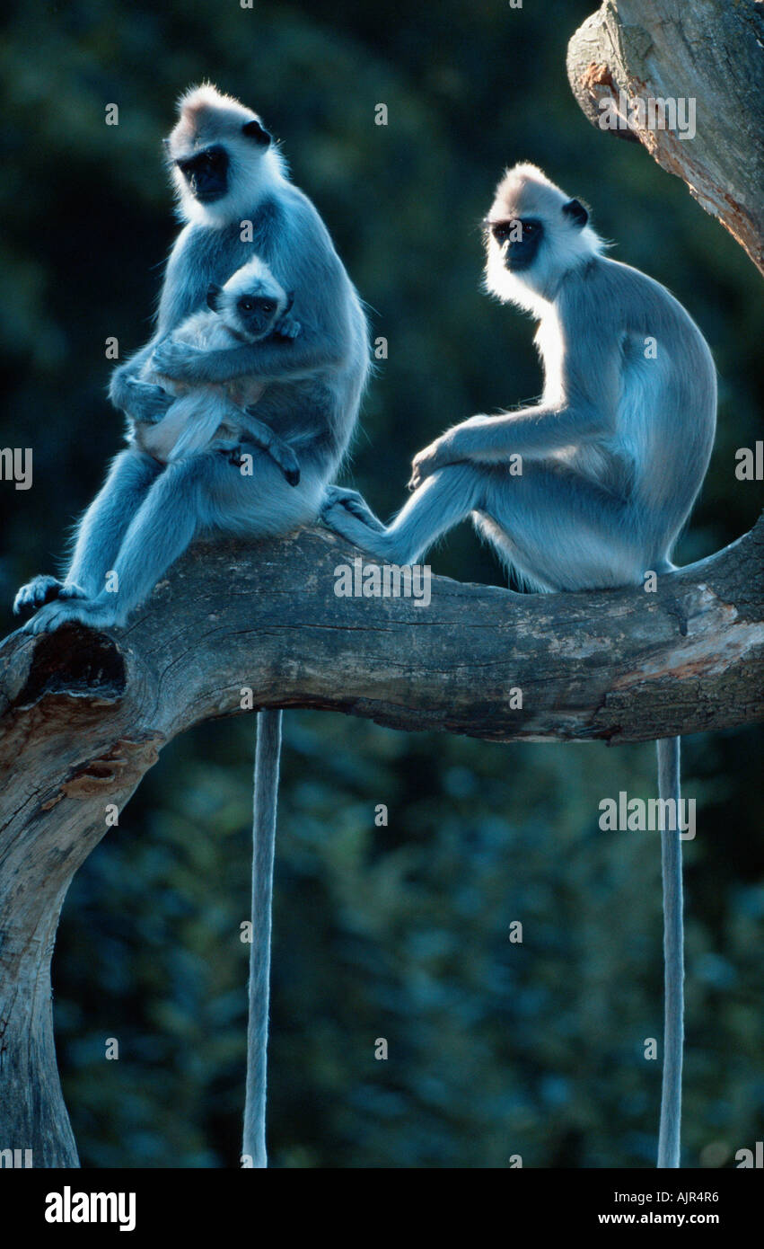 Entellus langurs of ceylon hi-res stock photography and images - Alamy