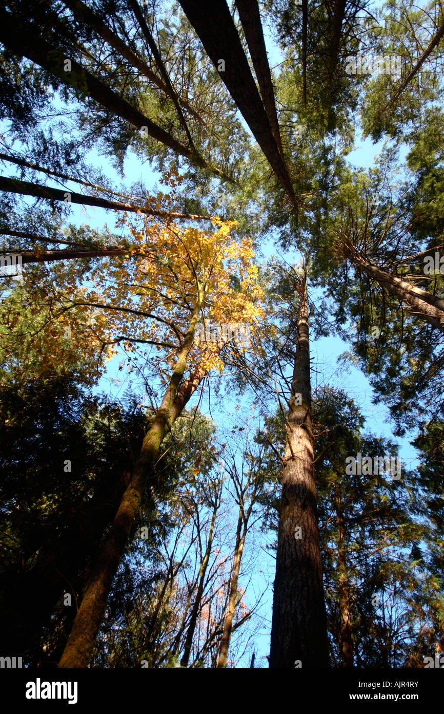 trees and sky Stock Photo - Alamy