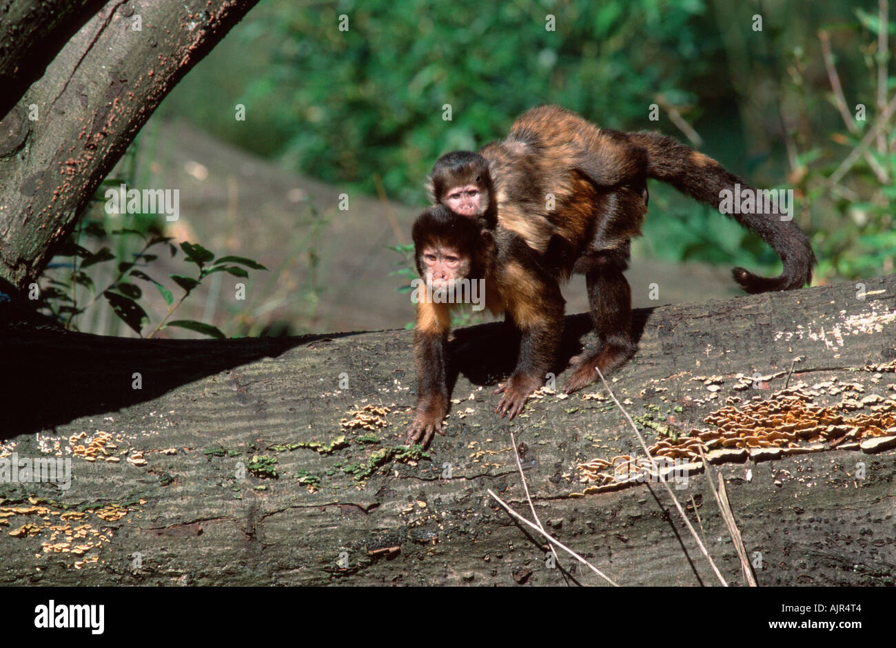 Yellow breasted Capuchin Monkeys female with young Cebus apella ...