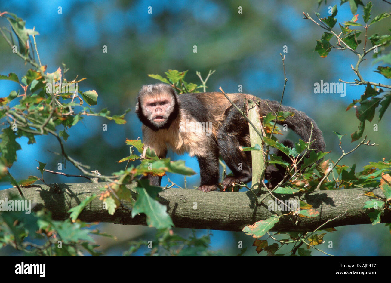 Yellow breasted Capuchin Monkey male Cebus apella xantosthennos Stock ...