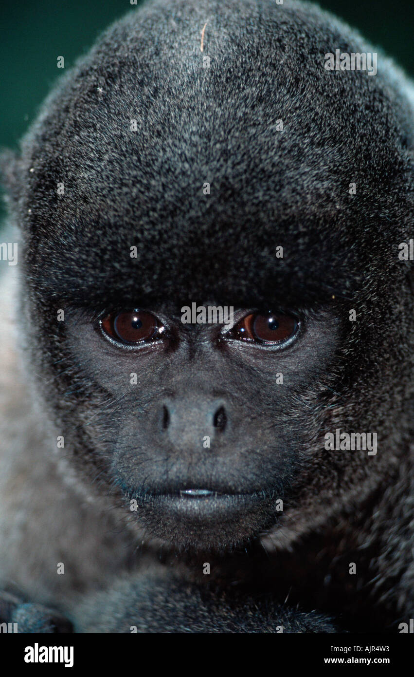 Young Common Woolly Monkey Lagothrix lagotricha Stock Photo - Alamy