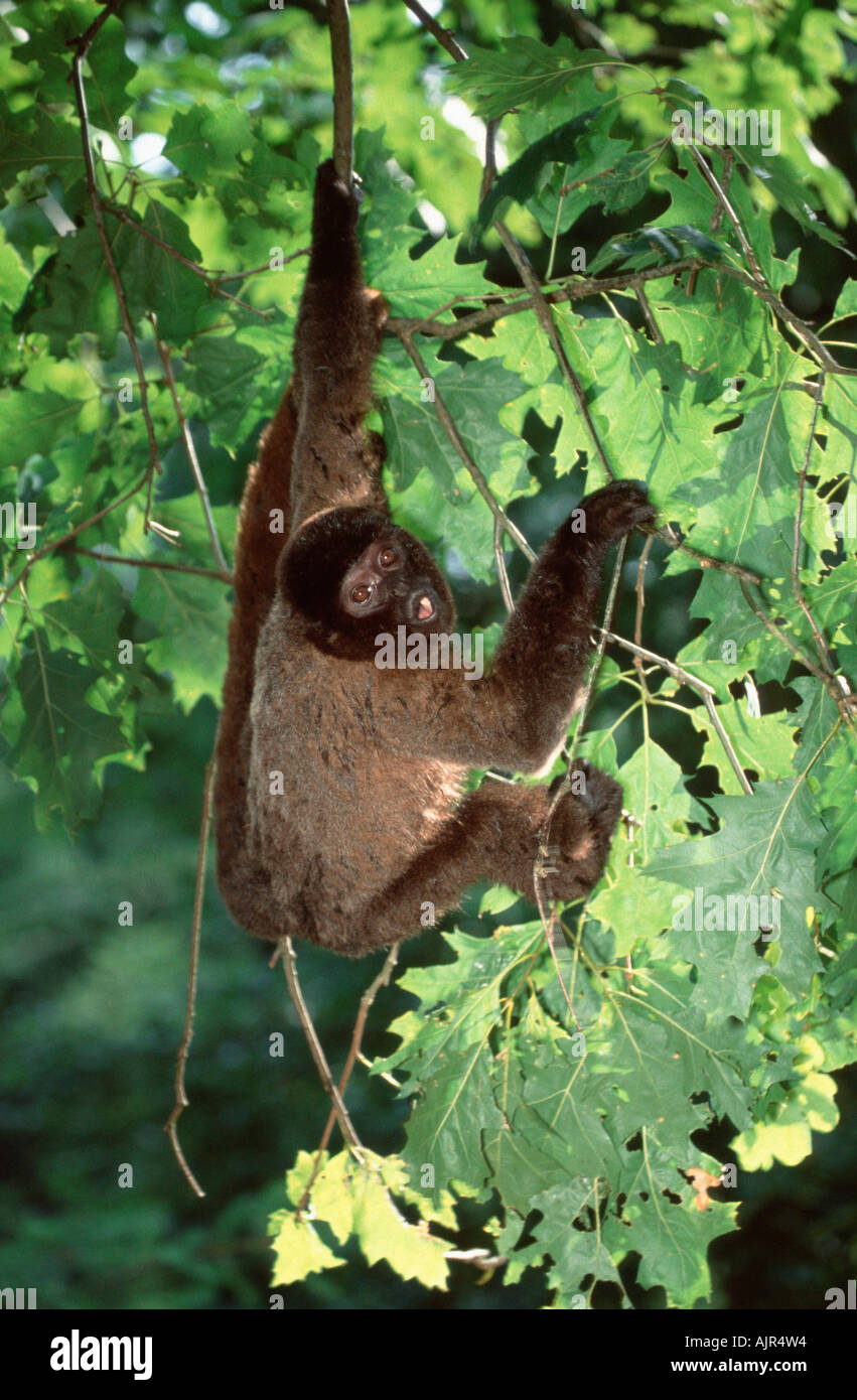 Common Woolly Monkey Lagothrix lagotricha Stock Photo - Alamy