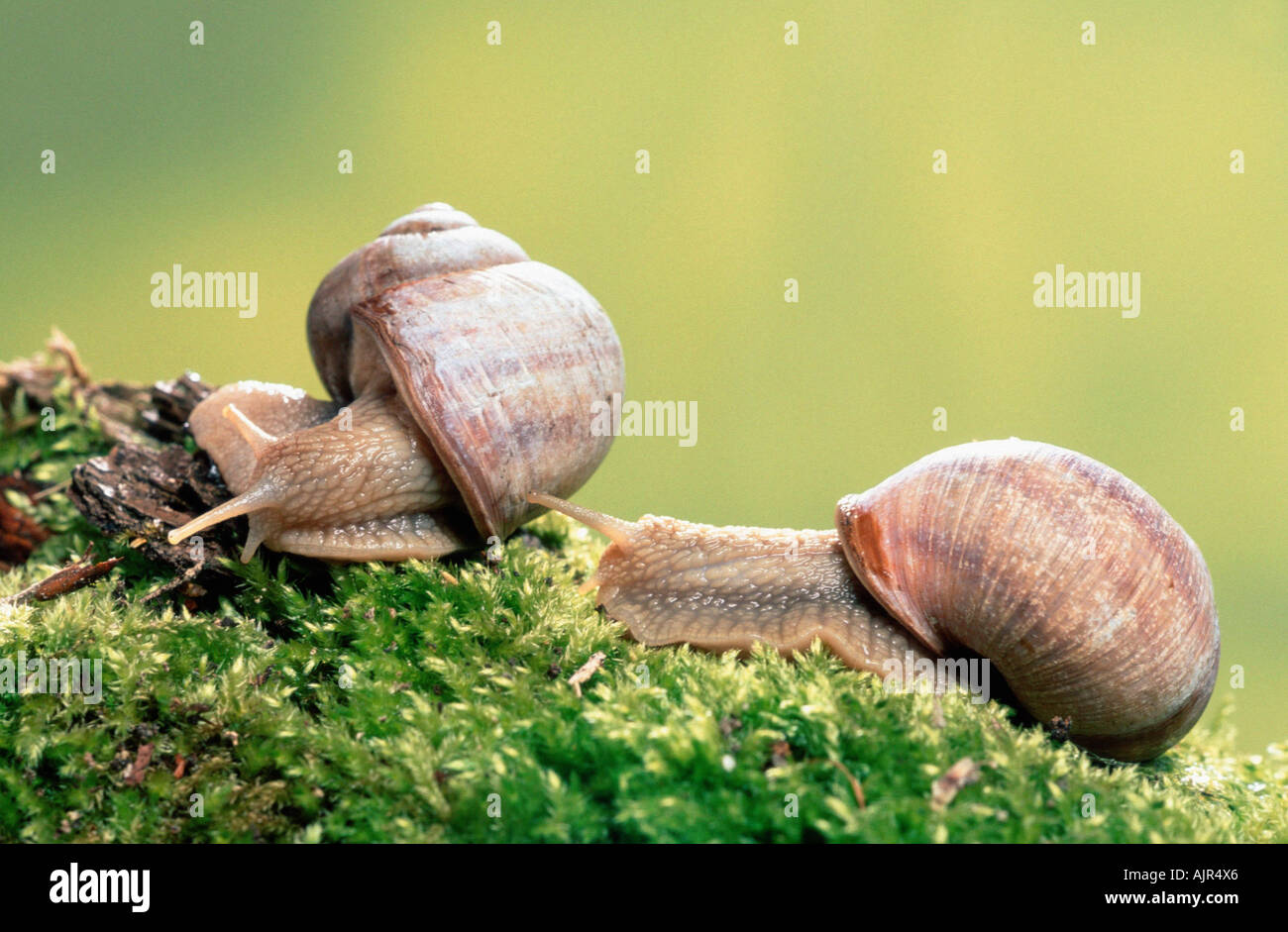 Edible Snails Germany Helix pomatia Stock Photo - Alamy