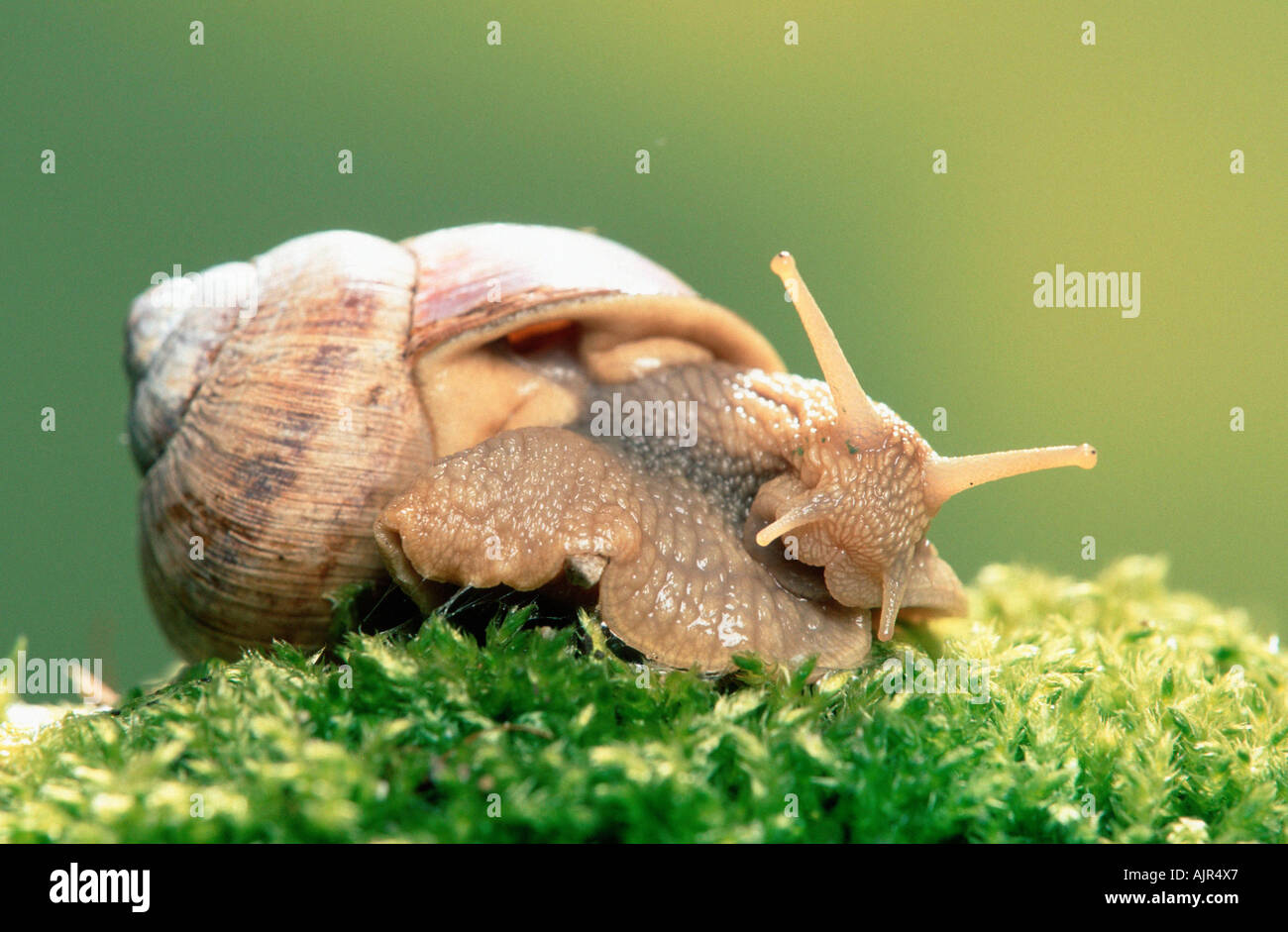 Edible Snail Germany Helix pomatia Stock Photo - Alamy