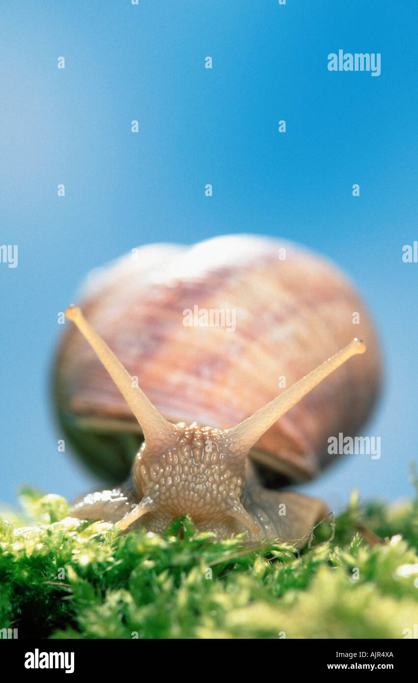 Edible Snail Germany Helix pomatia Stock Photo - Alamy