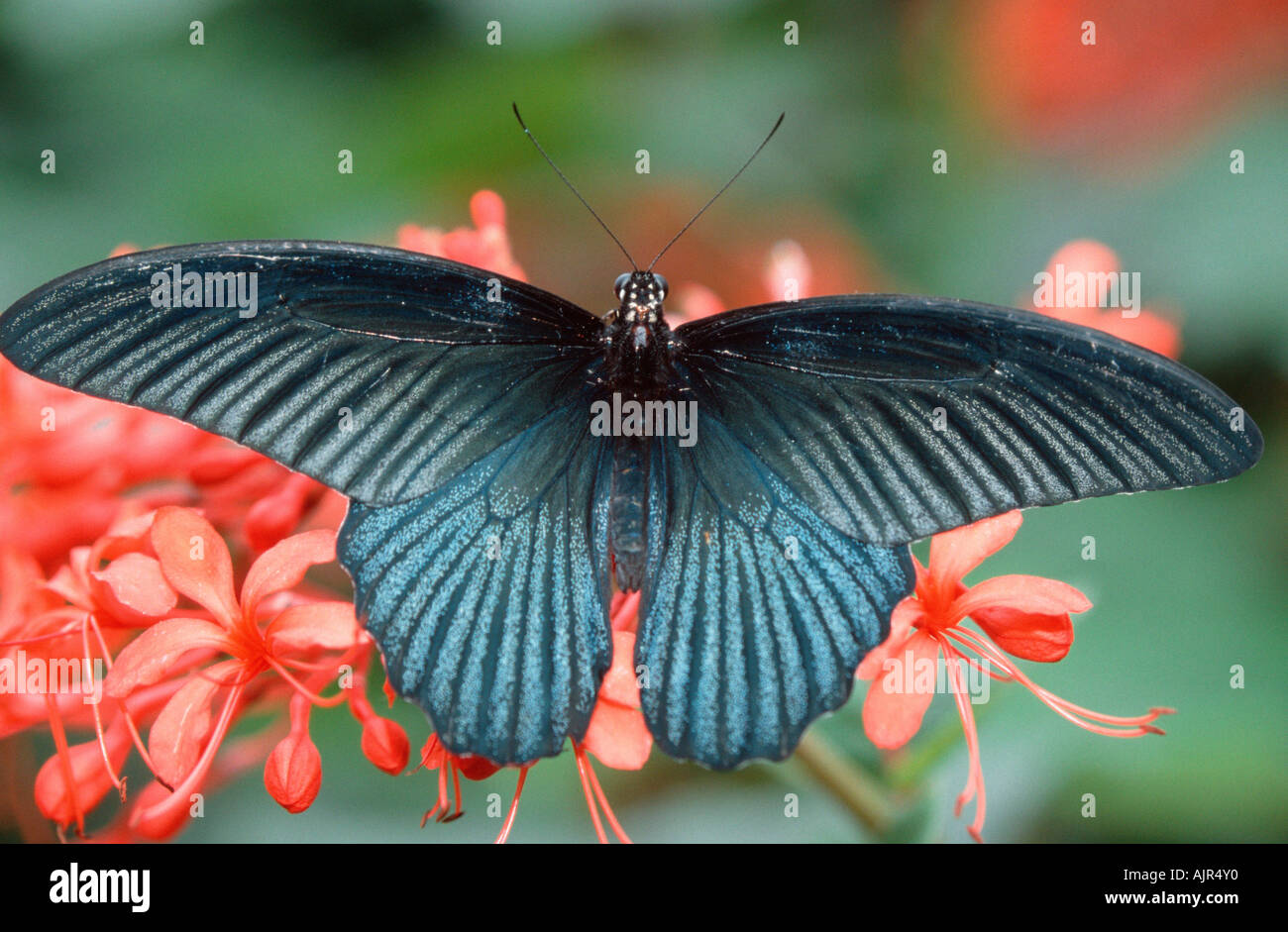 Great Mormon male Papilio memnon Stock Photo - Alamy