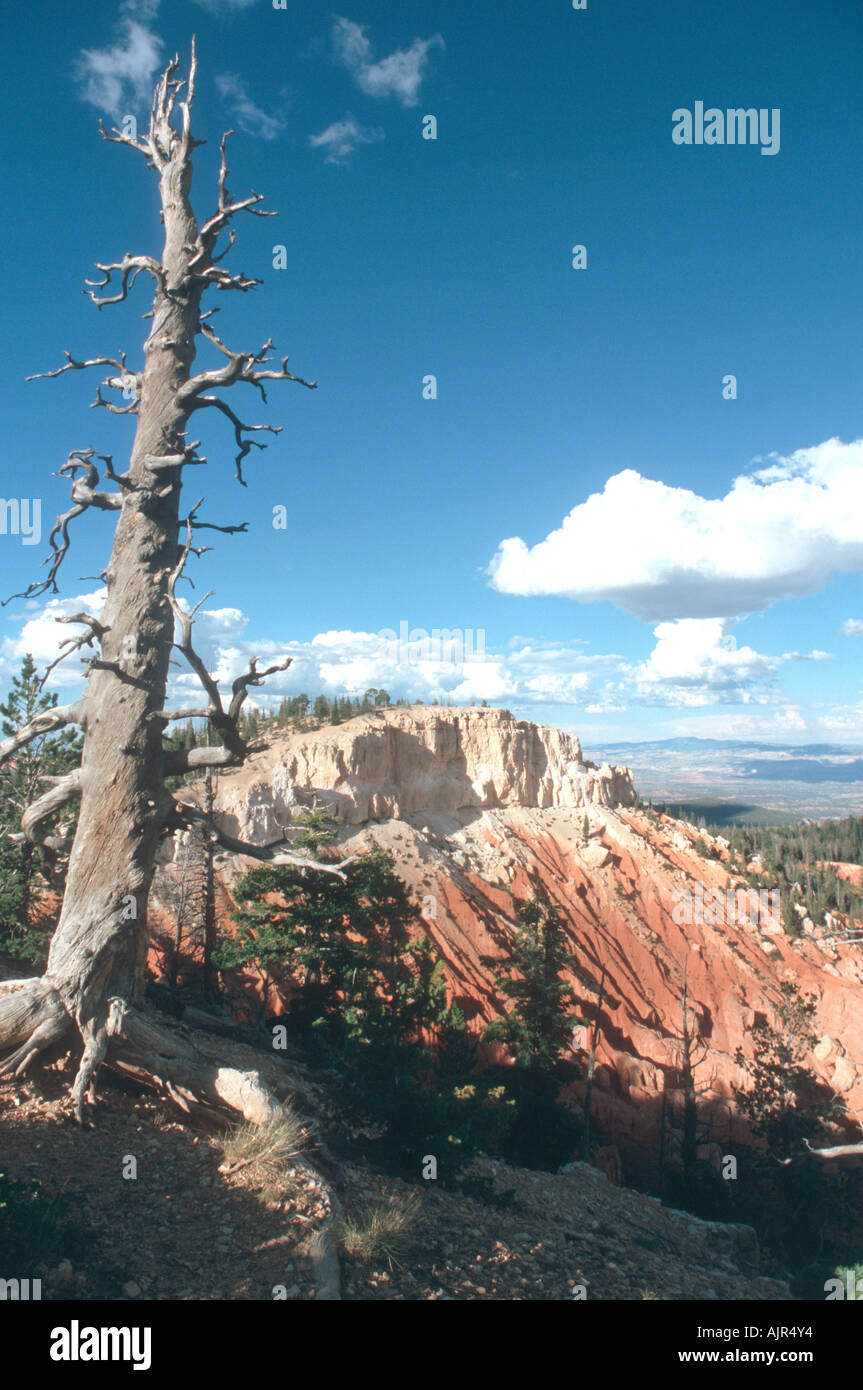 Bristlecone loop trail bryce canyon hi-res stock photography and images ...