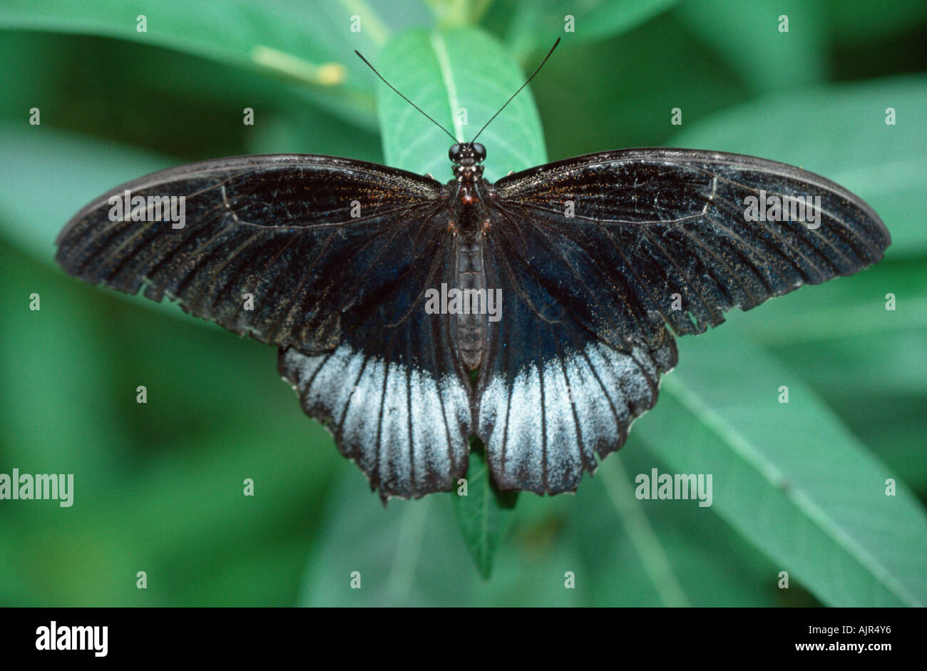 Scarlet Mormon male Papilio rumanzovia Stock Photo - Alamy