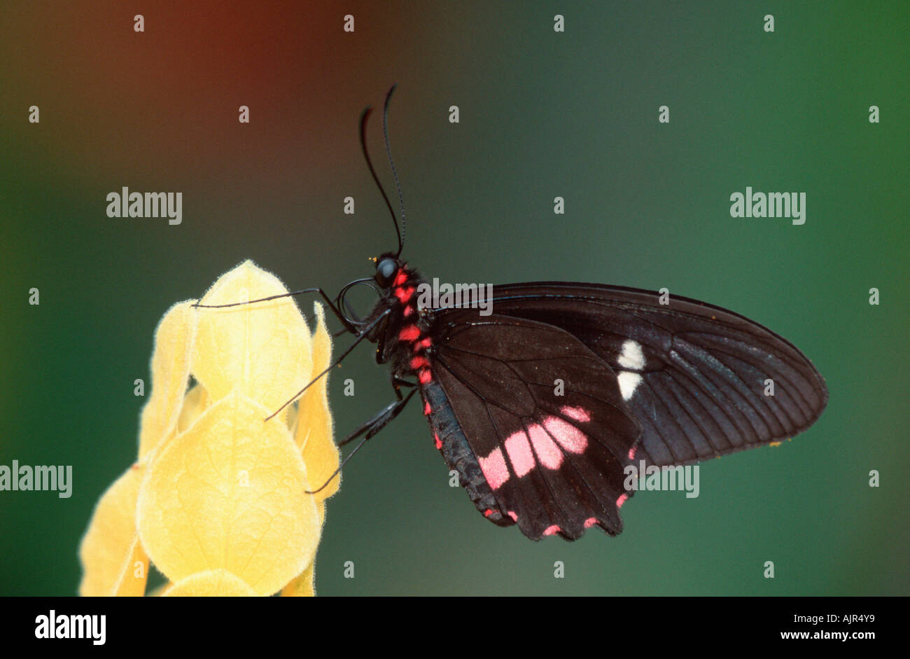 Parides iphidamas butterfly hi-res stock photography and images - Alamy