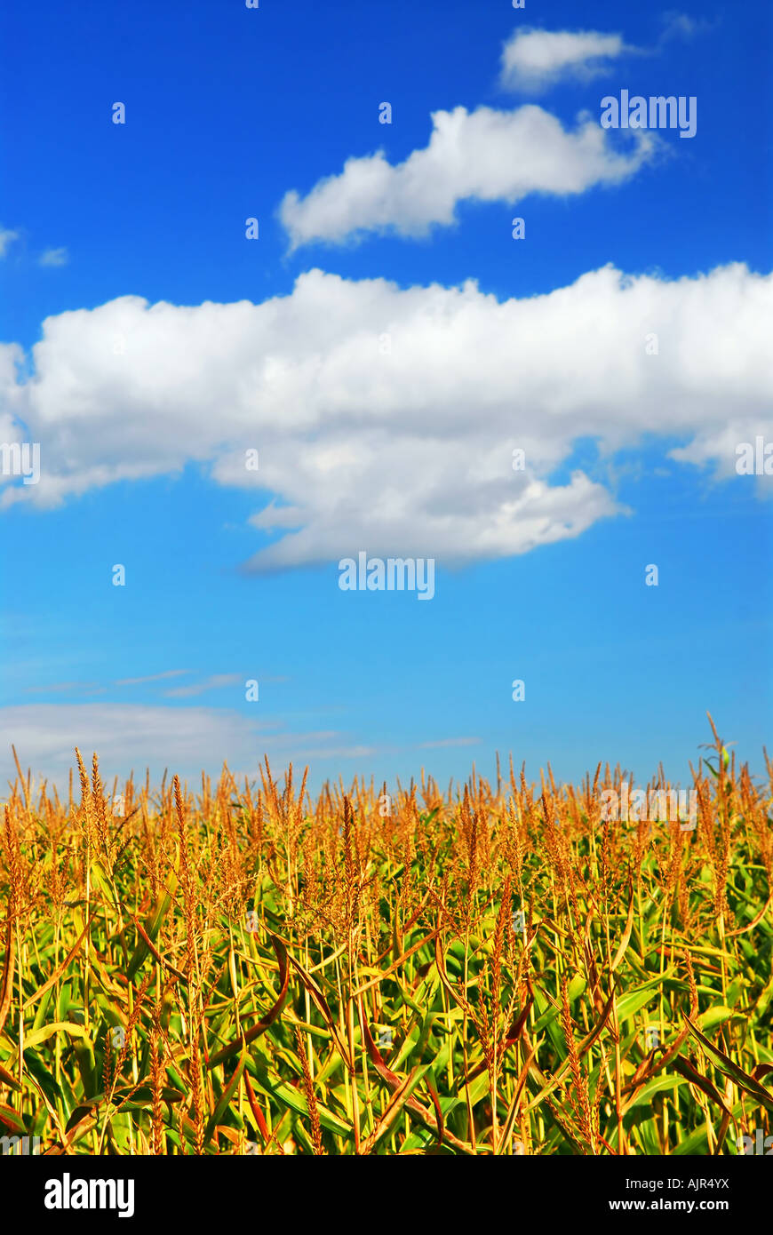 Farm field with growing corn under blue sky Stock Photo - Alamy