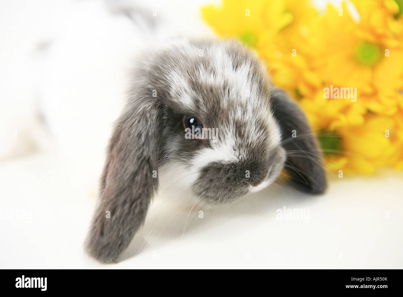 Gray and white mini lop ear rabbit with yellow daisies isolated on ...