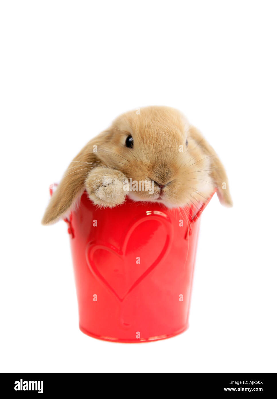 Tan mini lop ear rabbit in red heart Valentine container on white ...