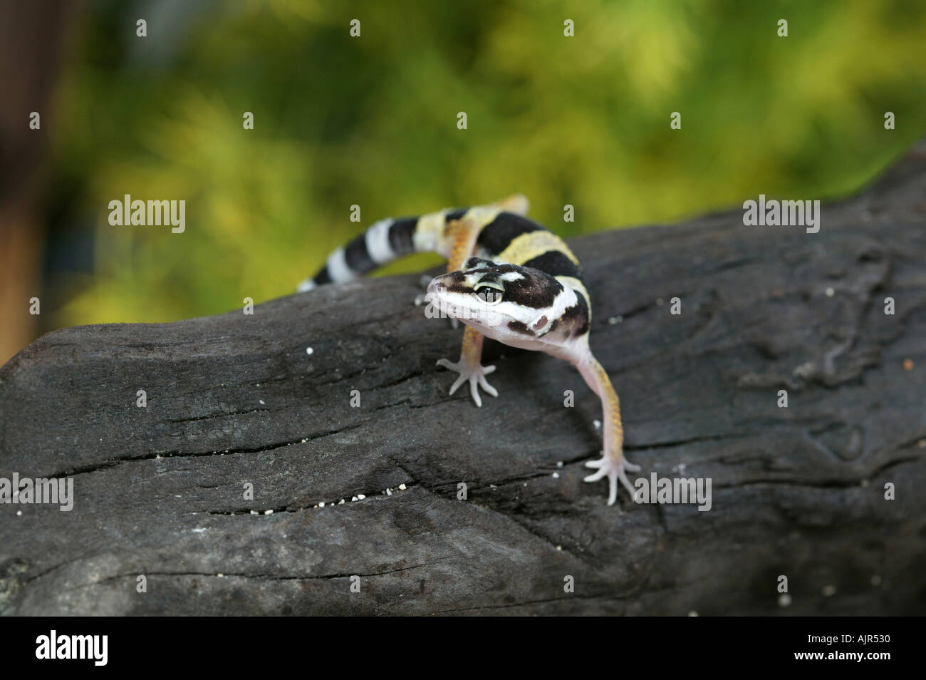 Gecho hi-res stock photography and images - Alamy