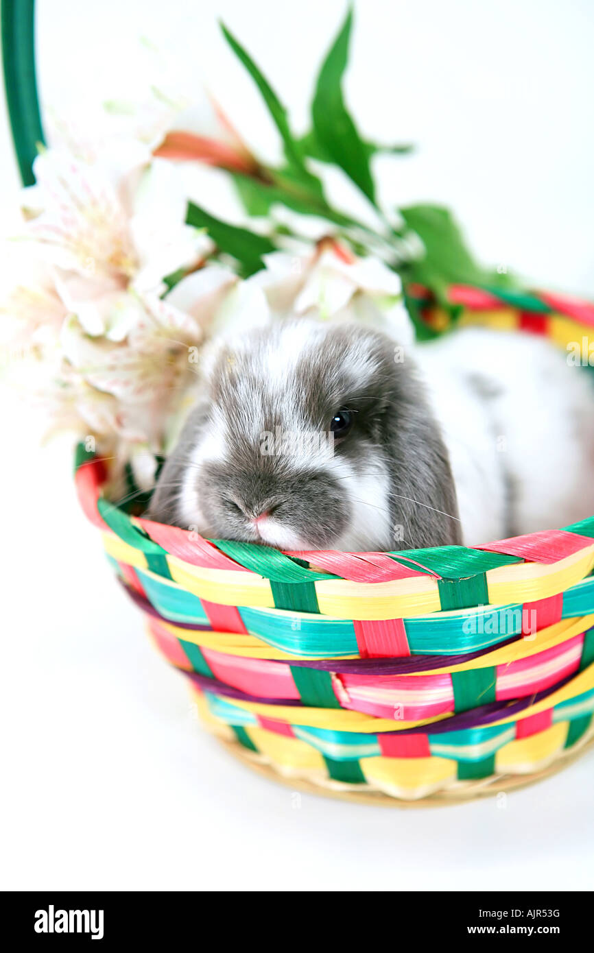 Gray and white mini lop ear rabbit inside of Easter basket with flowers ...