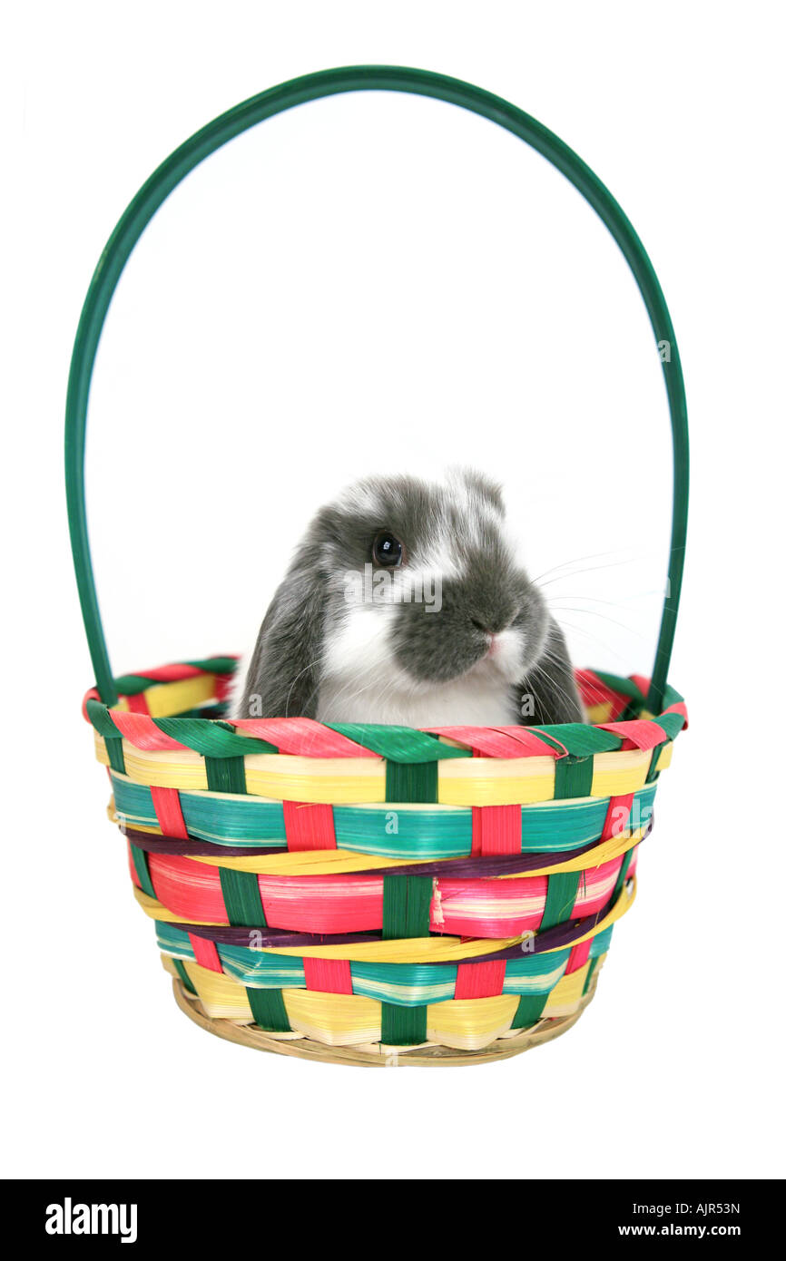 Gray and white mini lop ear rabbit inside of Easter basket with flowers ...