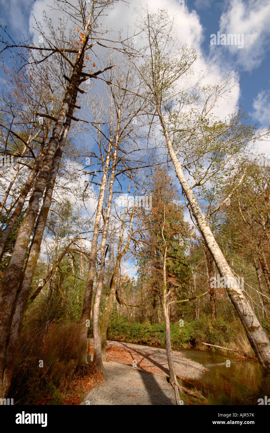 birch treed path Stock Photo - Alamy