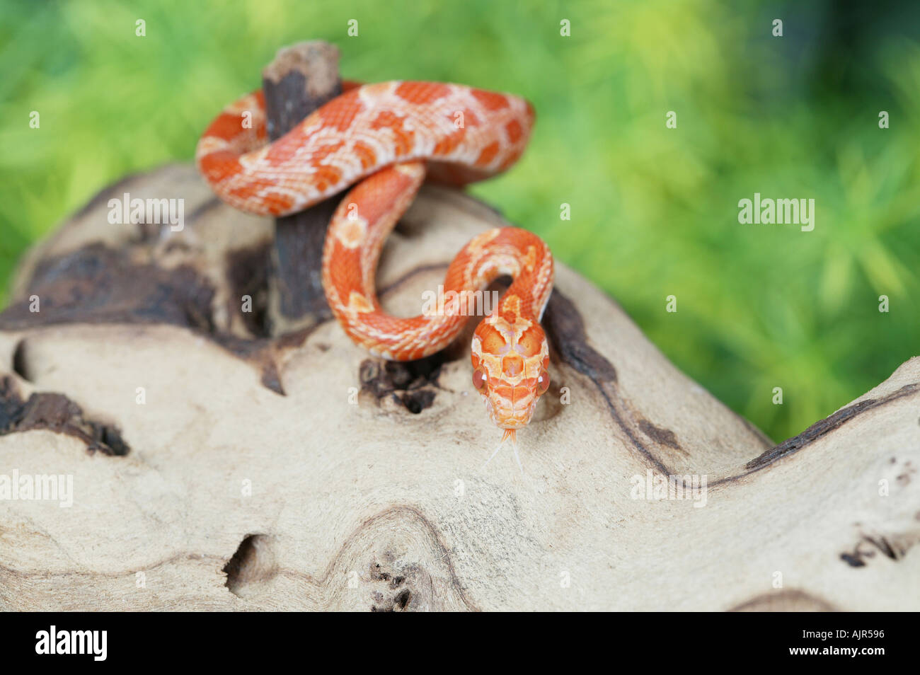 Hypo corn snake hi-res stock photography and images - Alamy