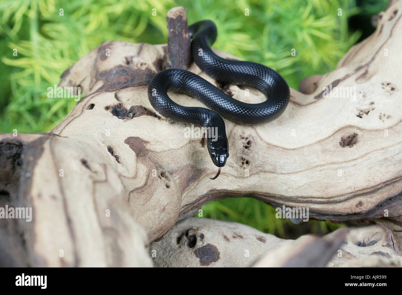Mexican king snake hi-res stock photography and images - Alamy