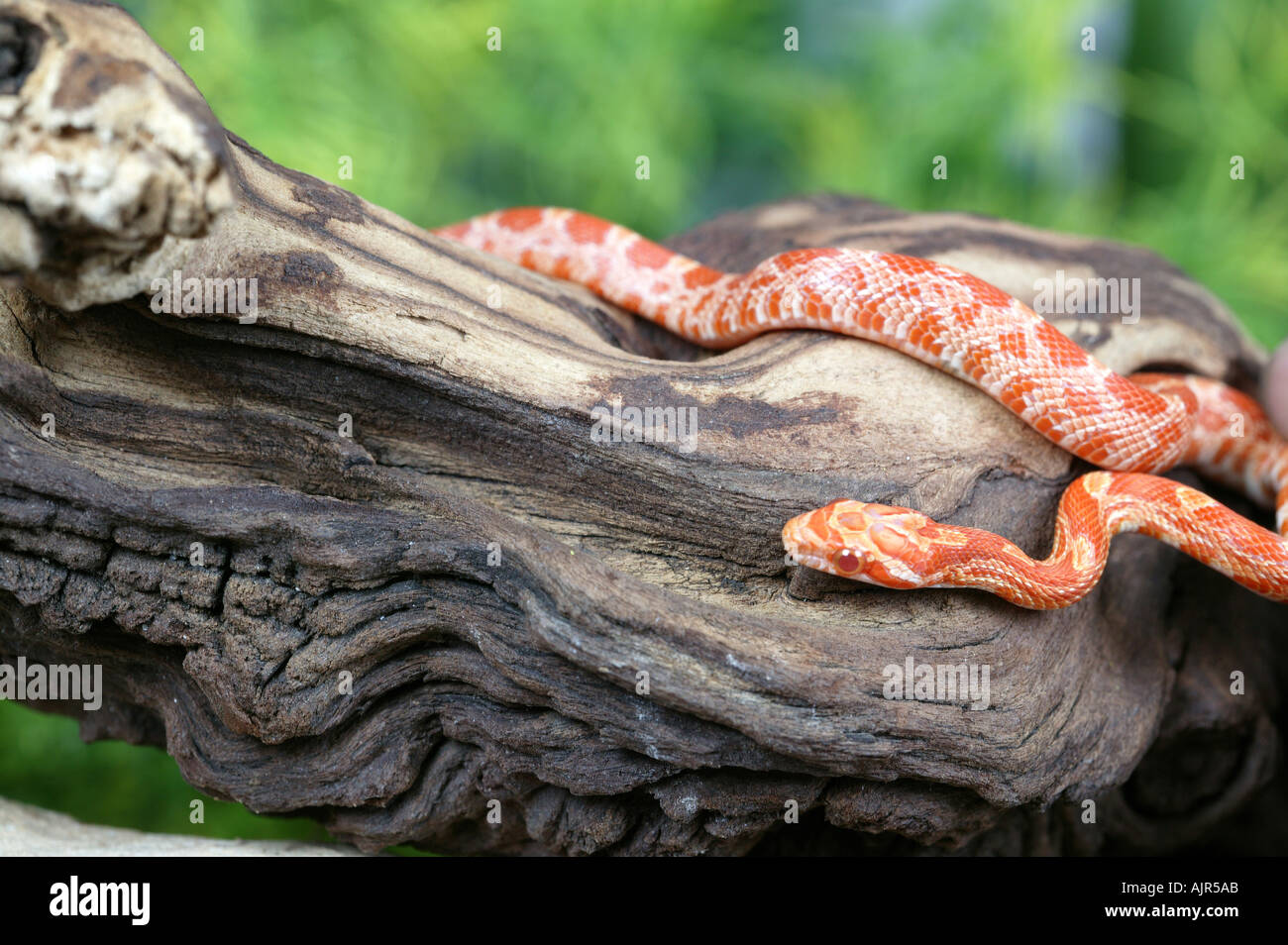 Hypo corn snake hi-res stock photography and images - Alamy